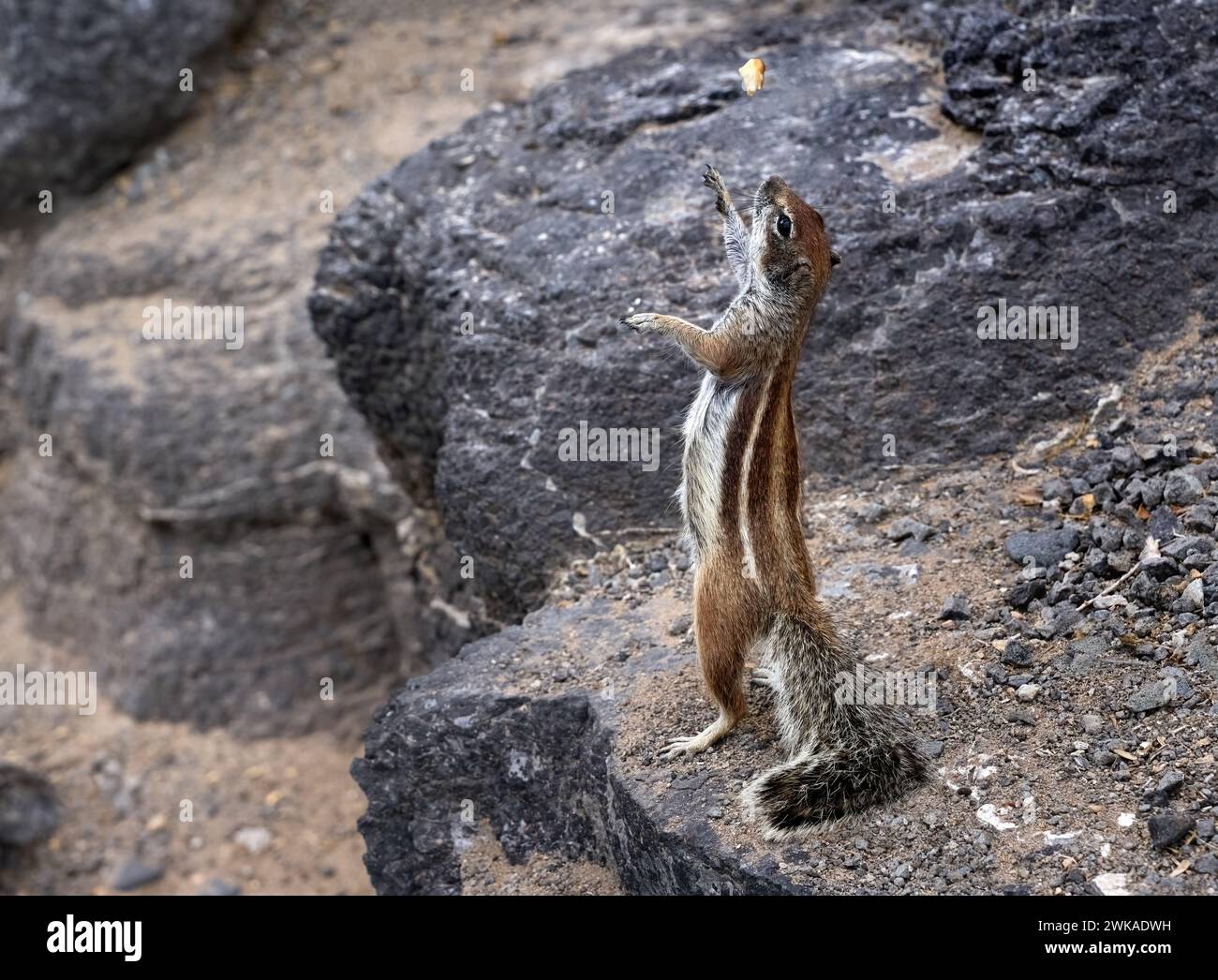 Upright standing Barbary ground squirrel (Atlantoxerus getulus) trying ...