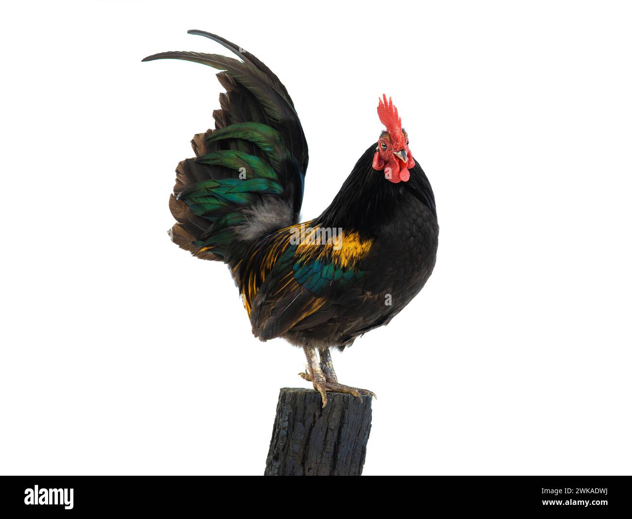 dwarf cockerel on a stump isolated on white background Stock Photo - Alamy