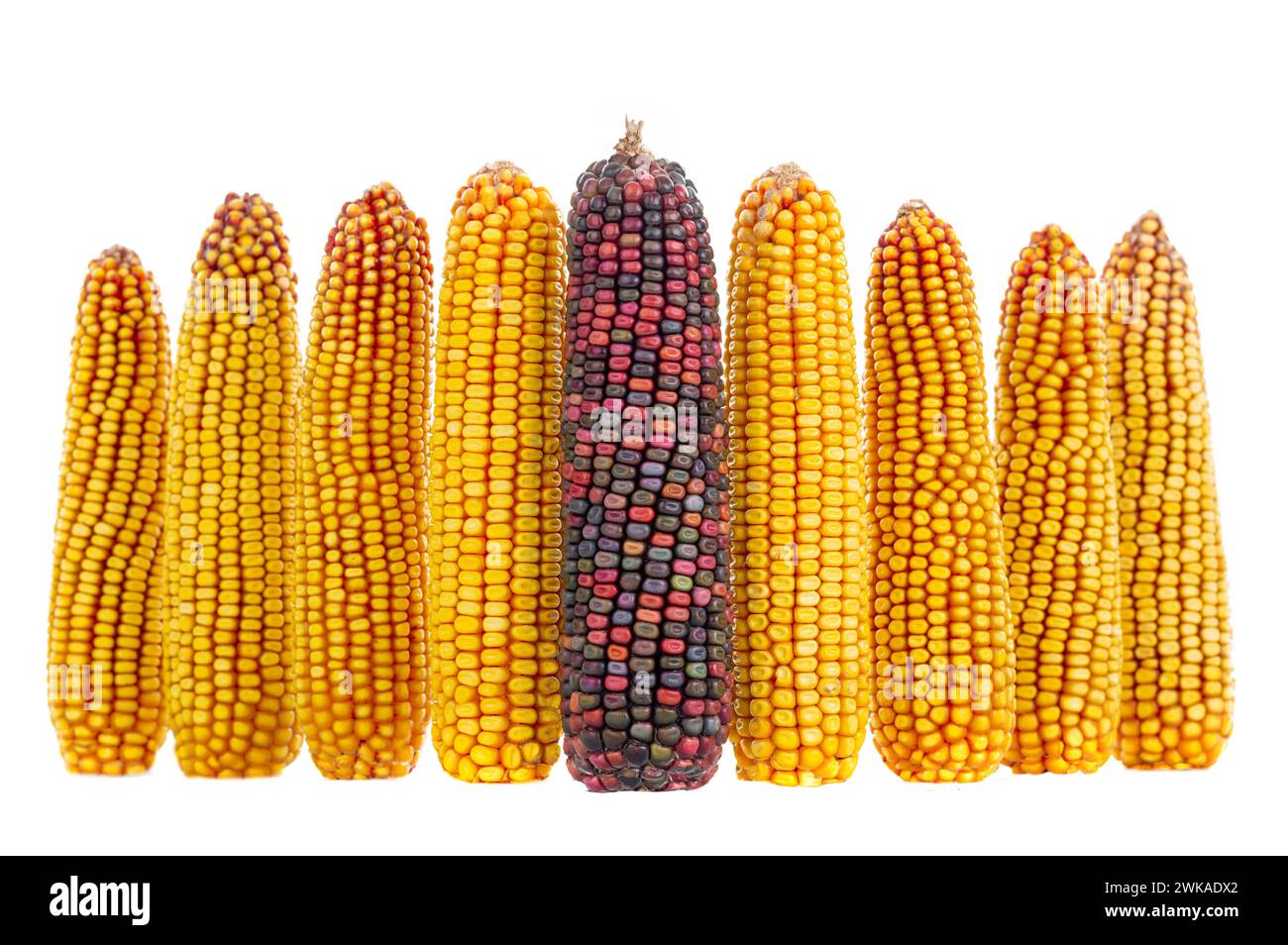 Multi-colored corn seeds - a unique cultivar created by an American ...