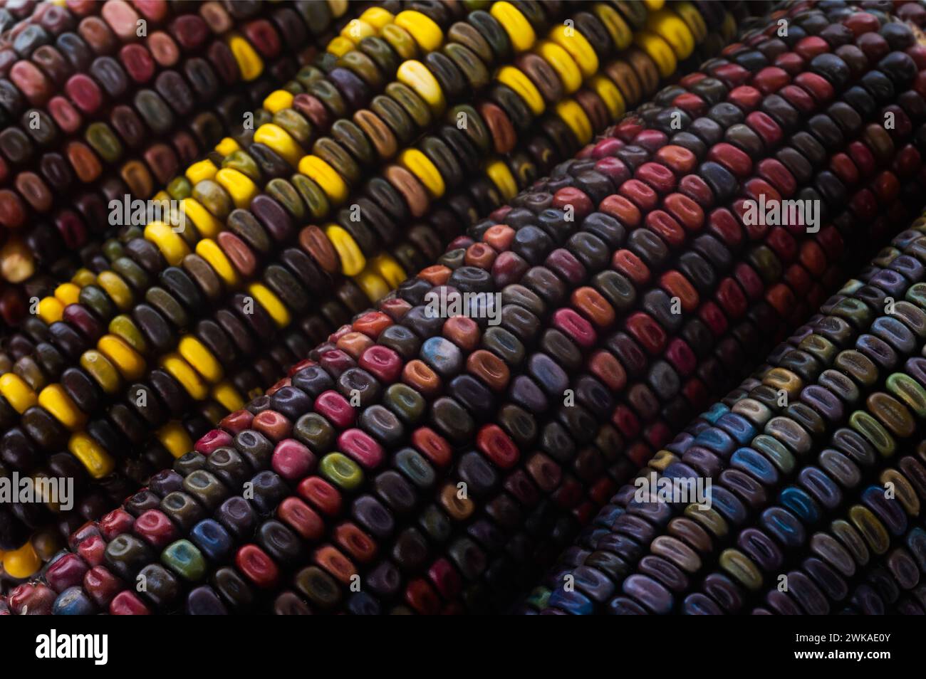 Multi-colored corn seeds - a unique cultivar created by an American ...