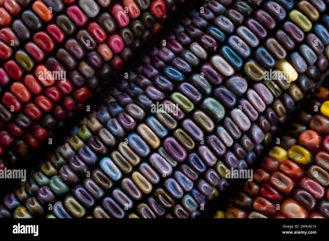 Multi-colored corn seeds - a unique cultivar created by an American ...