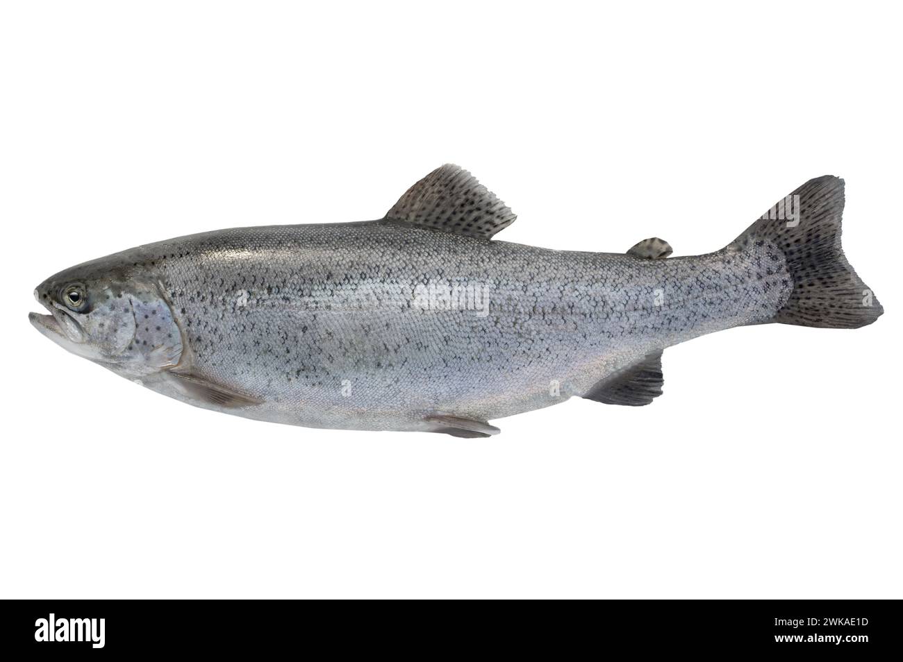 River trout isolated on Cut Out Stock Images & Pictures - Alamy