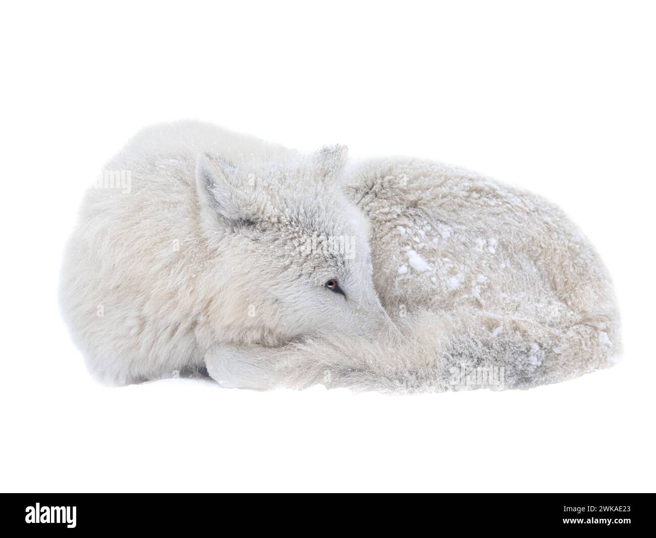 polar wolf lies in snowy weather on a white background Stock Photo - Alamy