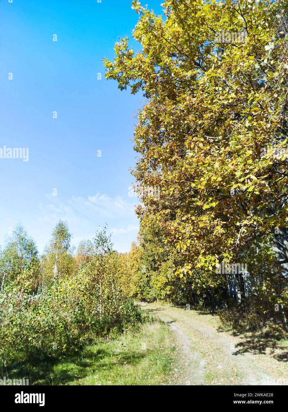 Autumn forest oak trees in sunny weather Stock Photo - Alamy