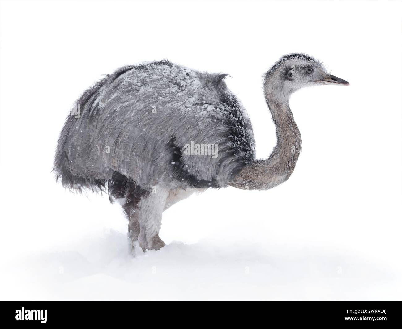 ostrich in winter stands knee-deep in snow, isolated on a white ...