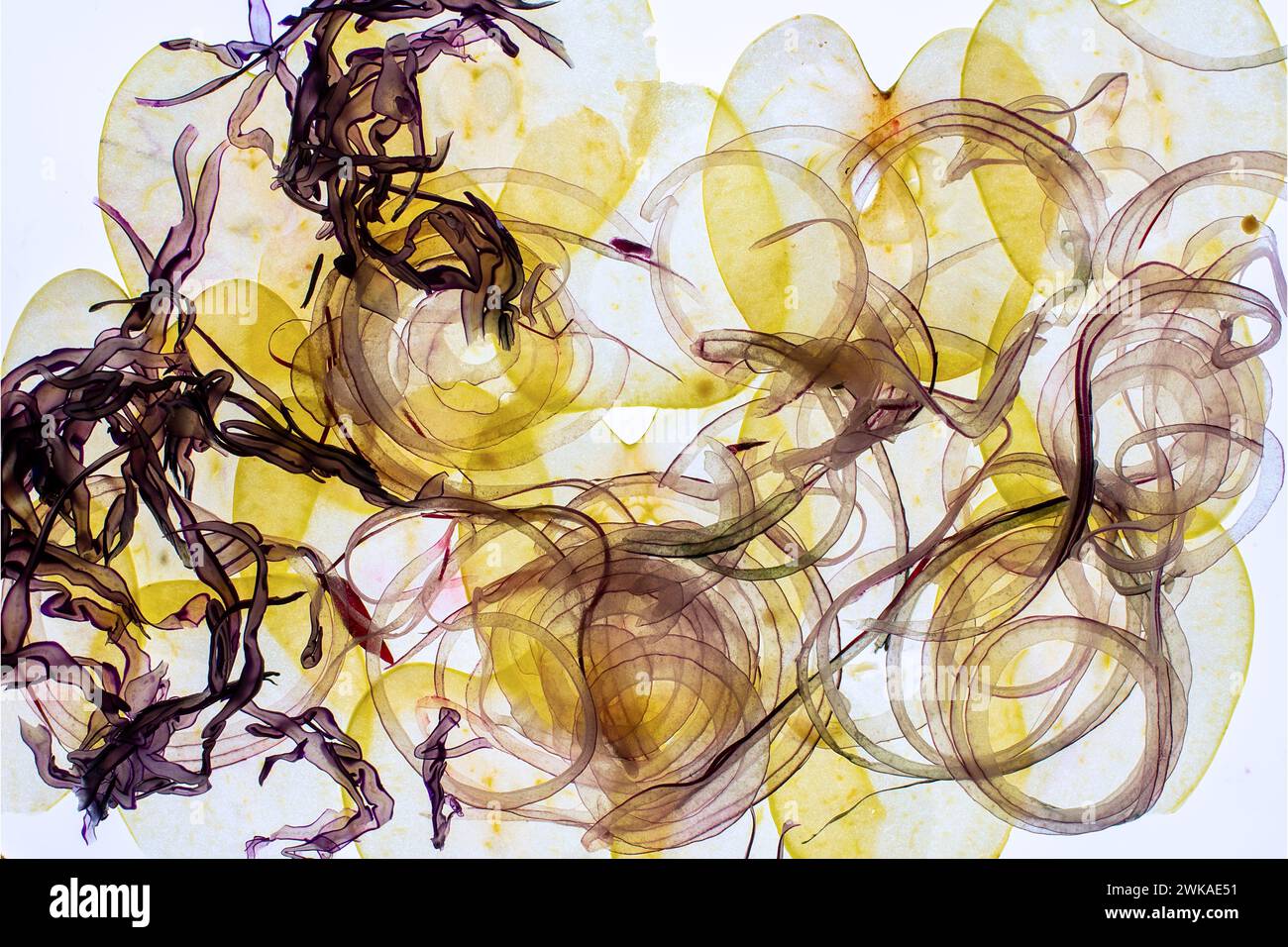 Fine drawing on a white background Stock Photo - Alamy