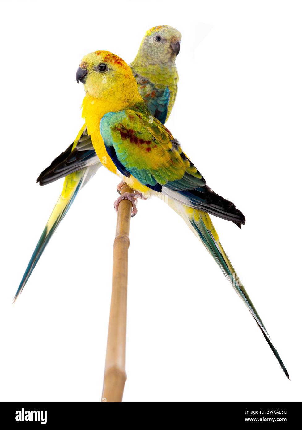 male and female parrot (haematonotus psephotus) singing isolated on ...