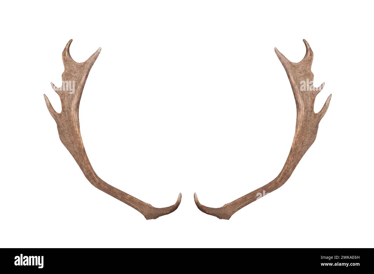 Male deer majestic horns Cut Out Stock Images & Pictures - Alamy