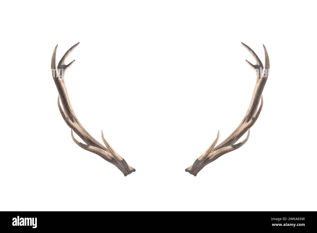 Elk isolated on white Cut Out Stock Images & Pictures - Alamy