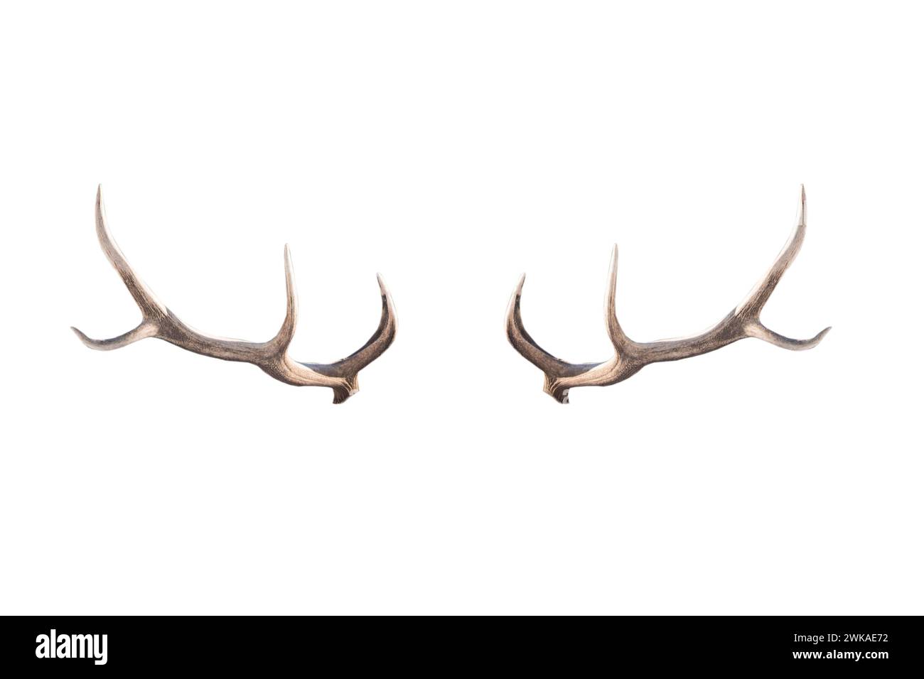 Male deer majestic horns Cut Out Stock Images & Pictures - Alamy
