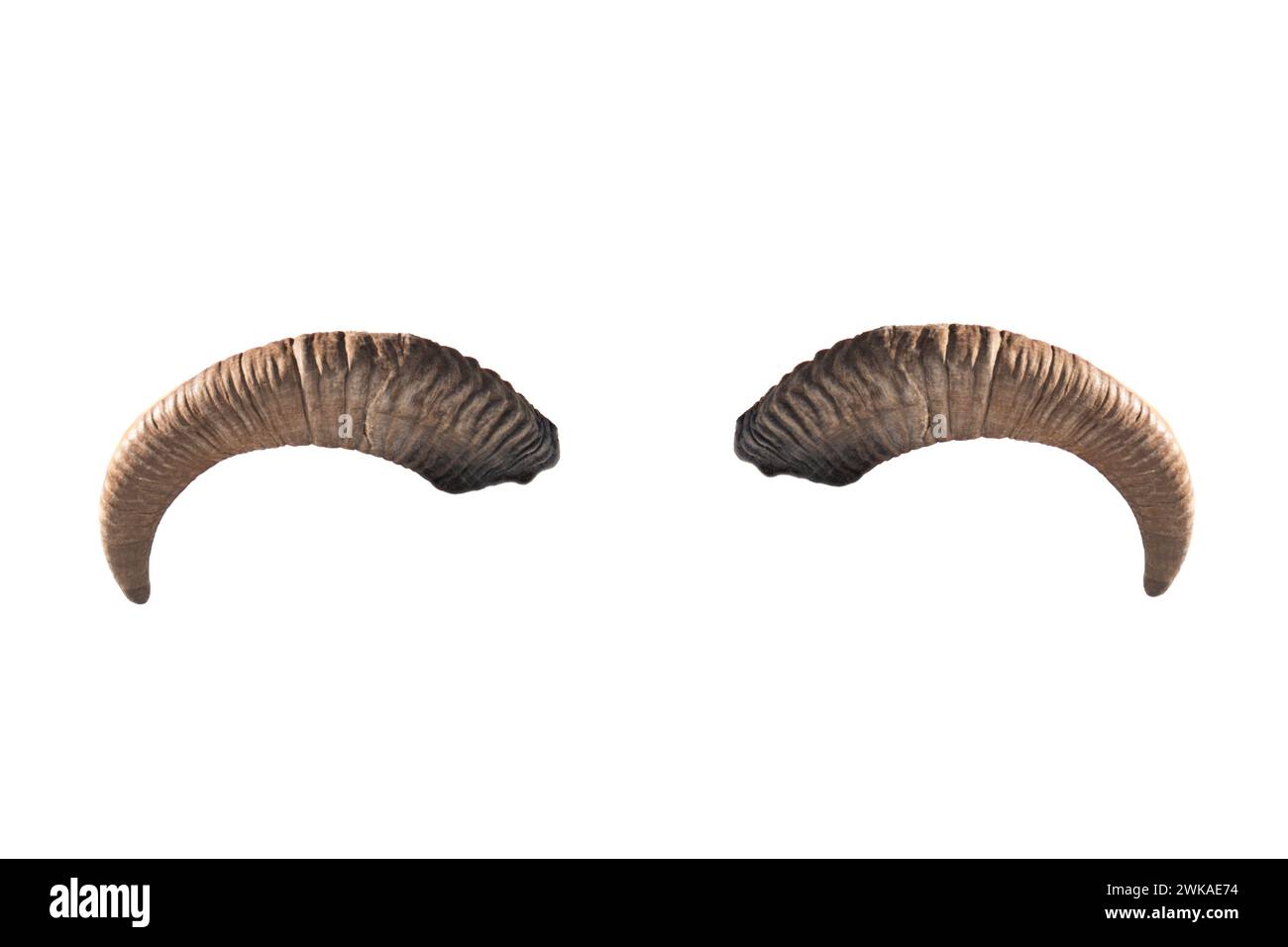 goat horns isolated on a white background Stock Photo - Alamy