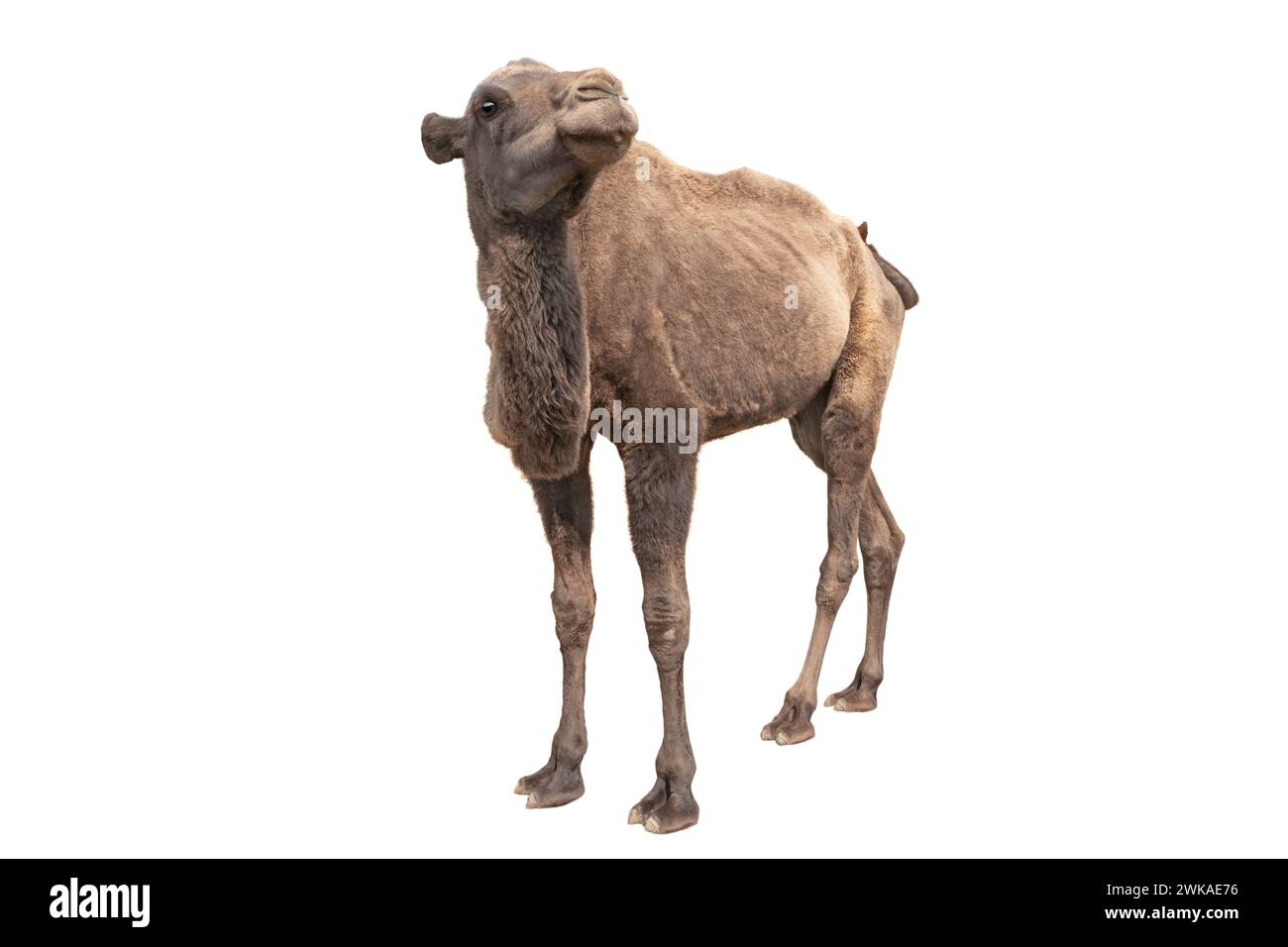 young camel is isolated on a white background Stock Photo - Alamy