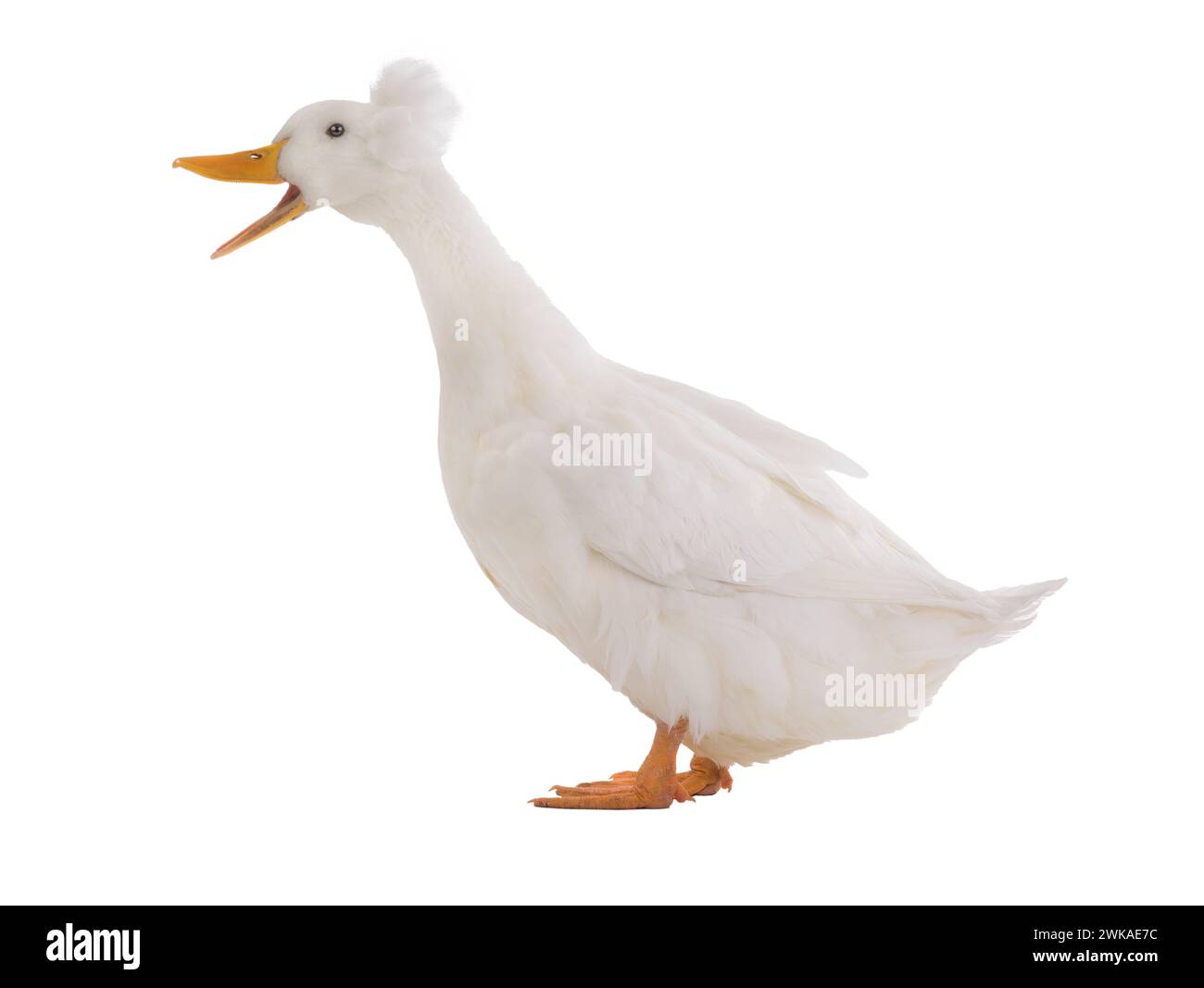 Quacking white duck isolated on a white background Stock Photo - Alamy