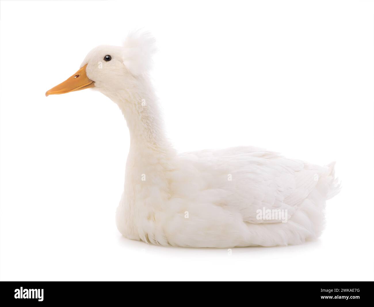 Sitting beautiful white duck isolated on a white background Stock Photo ...