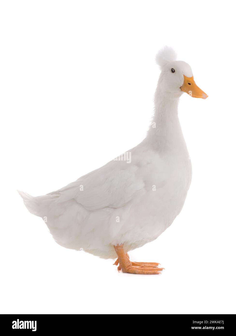Standing beautiful white duck isolated on a white background Stock ...