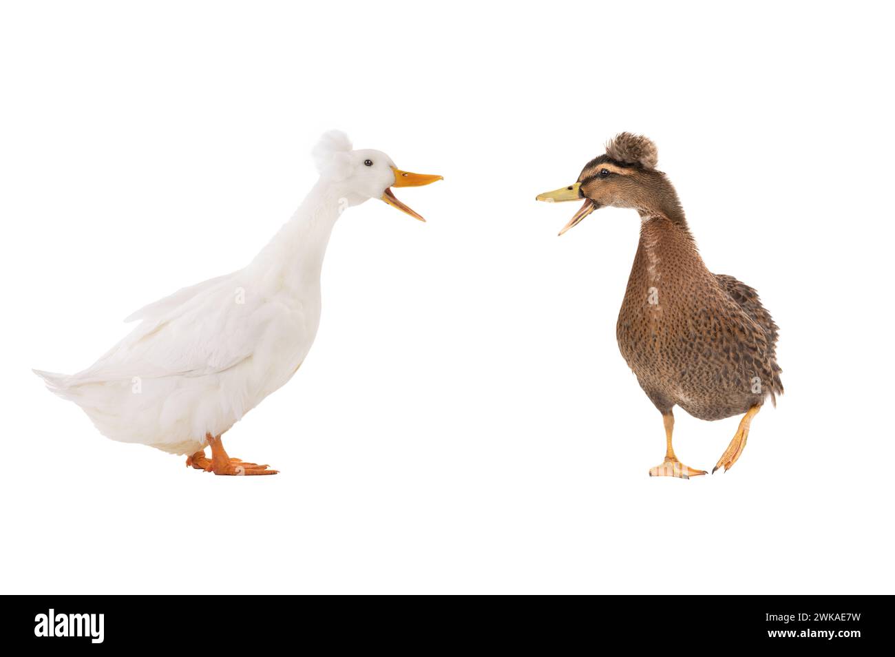 two Quacking white duck isolated on a white background Stock Photo - Alamy