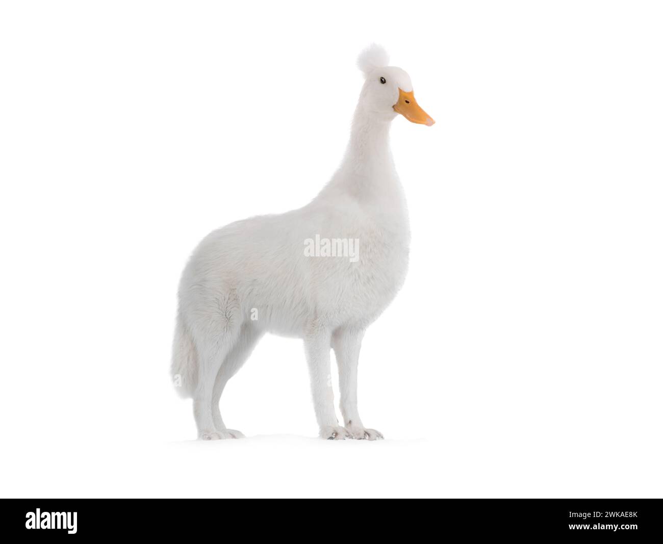Chimera with a polar wolf and a duck's head, on a white background ...