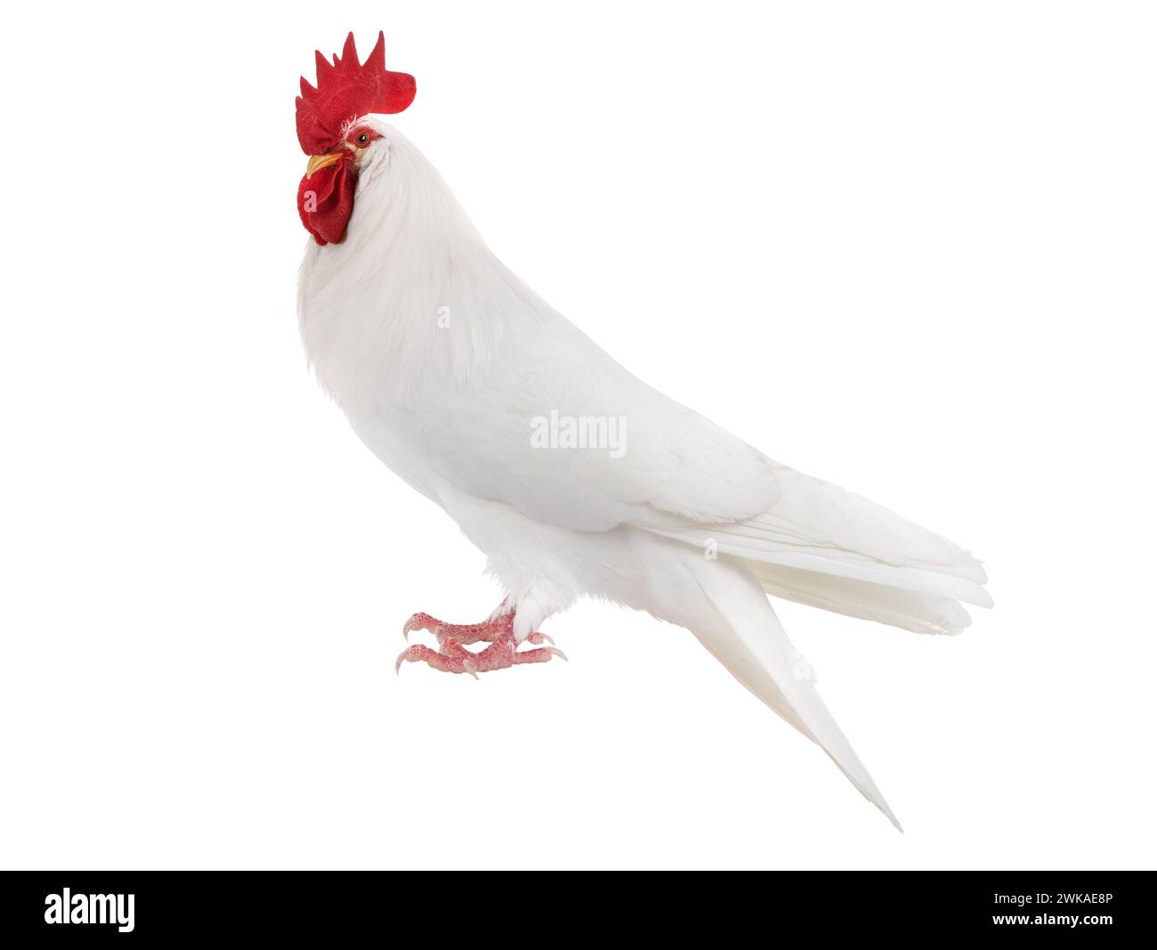 Chimera with a pigeon and the head of a rooster, on a white background ...