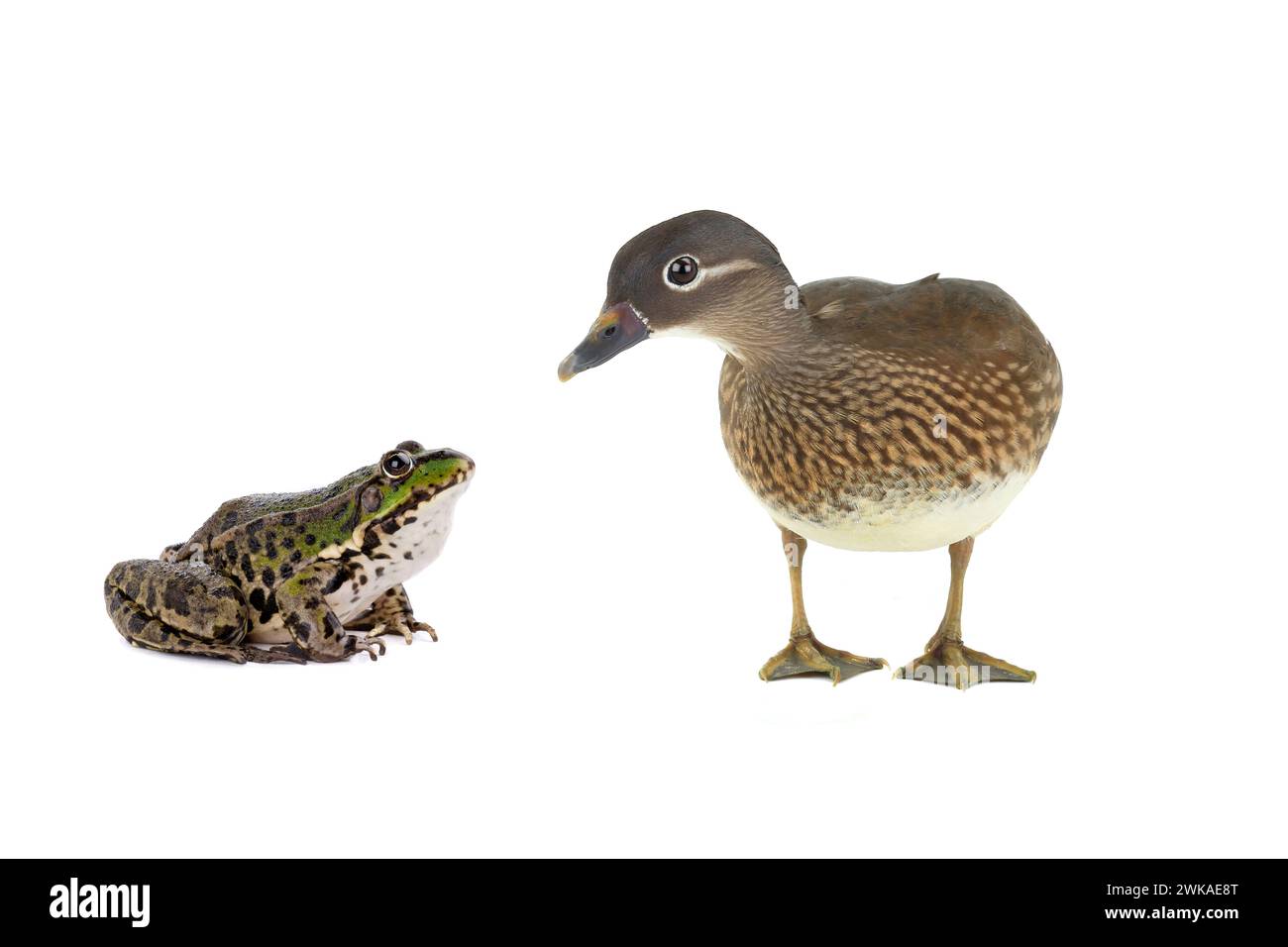 frog and female mandarin duck isolated on white background Stock Photo ...
