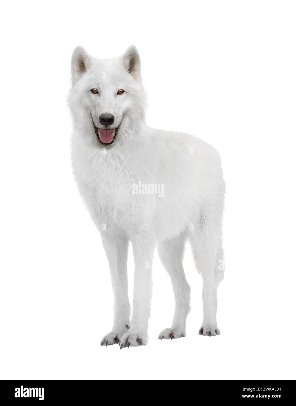 Polar wolf isolated on a white background Stock Photo - Alamy