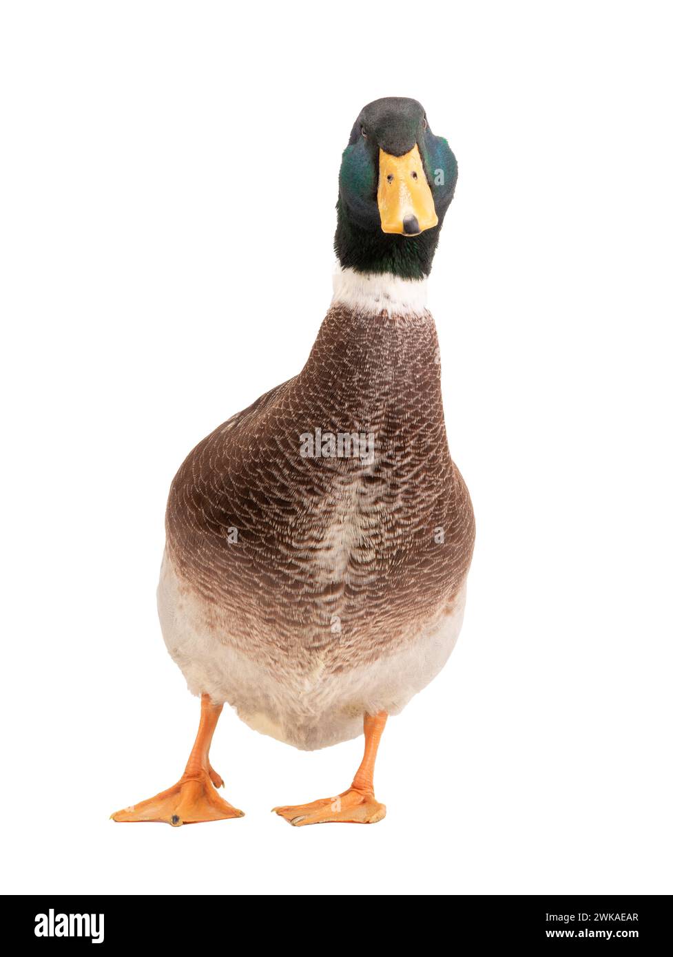 Beautiful standing white duck Cut Out Stock Images & Pictures - Alamy