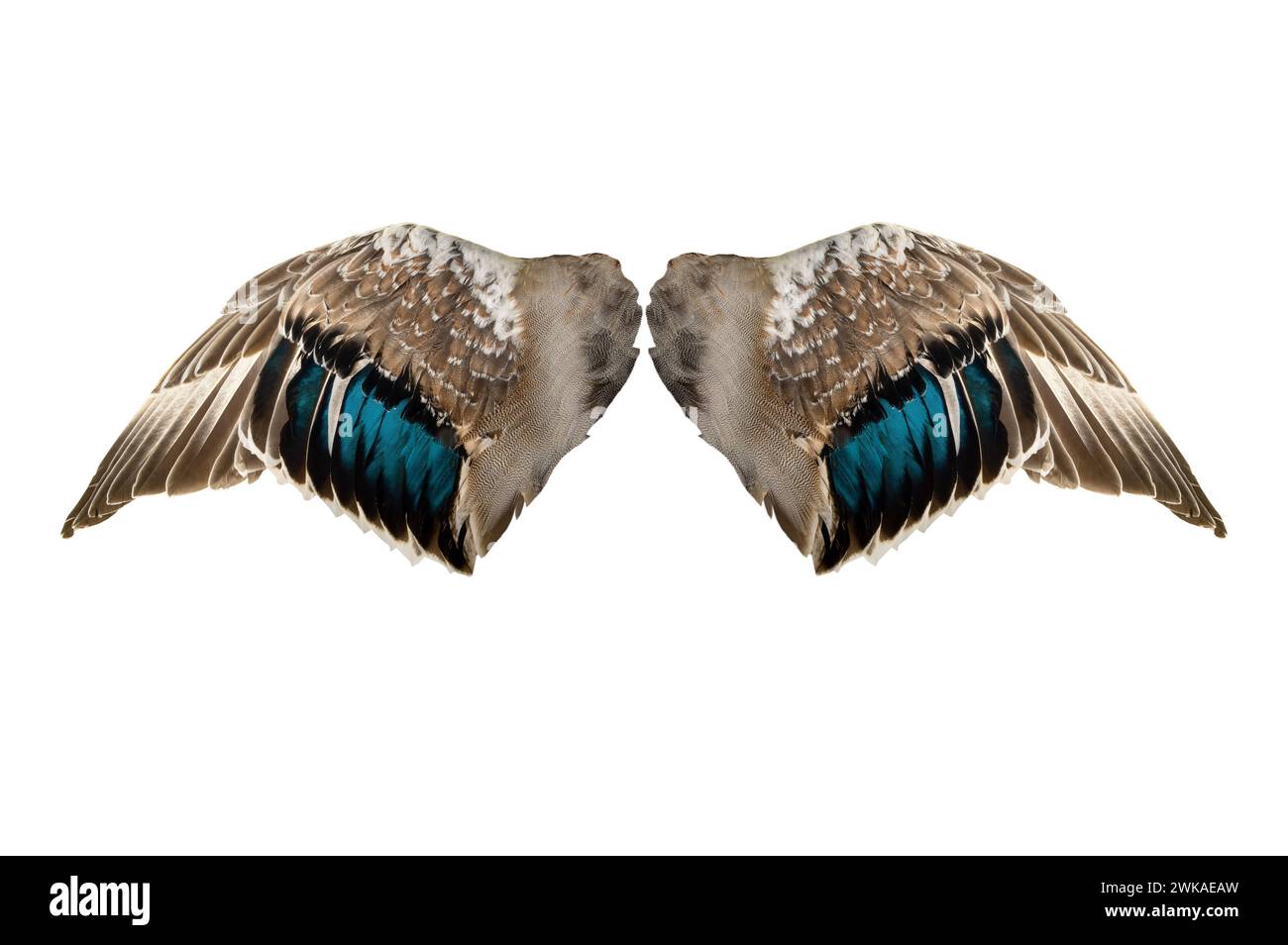 Brown duck wing isolated on a white background Stock Photo - Alamy