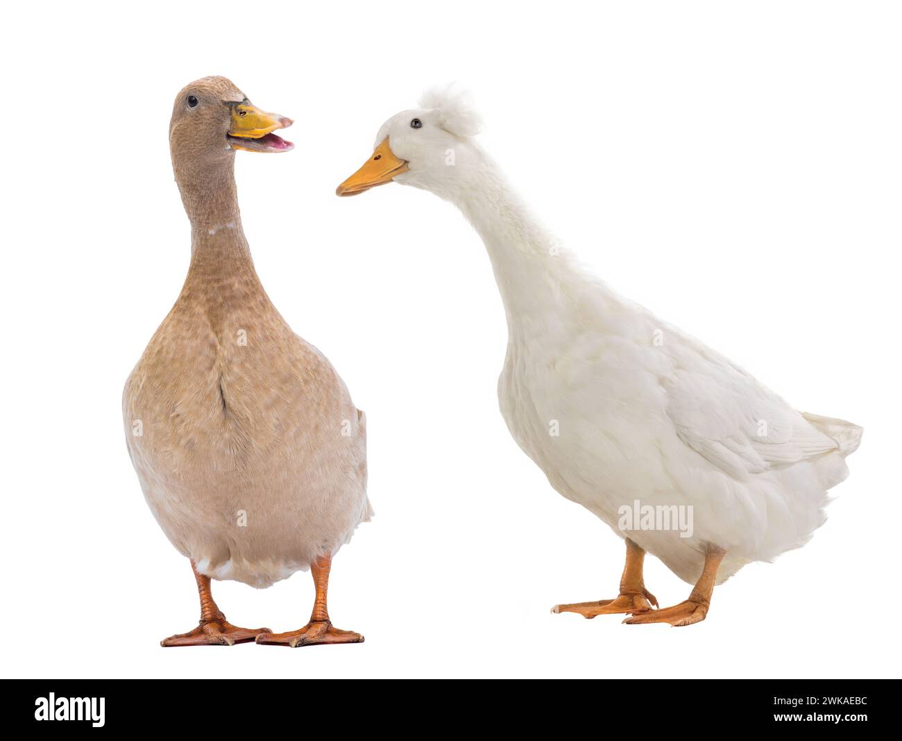 Duck profile shot Cut Out Stock Images & Pictures - Alamy