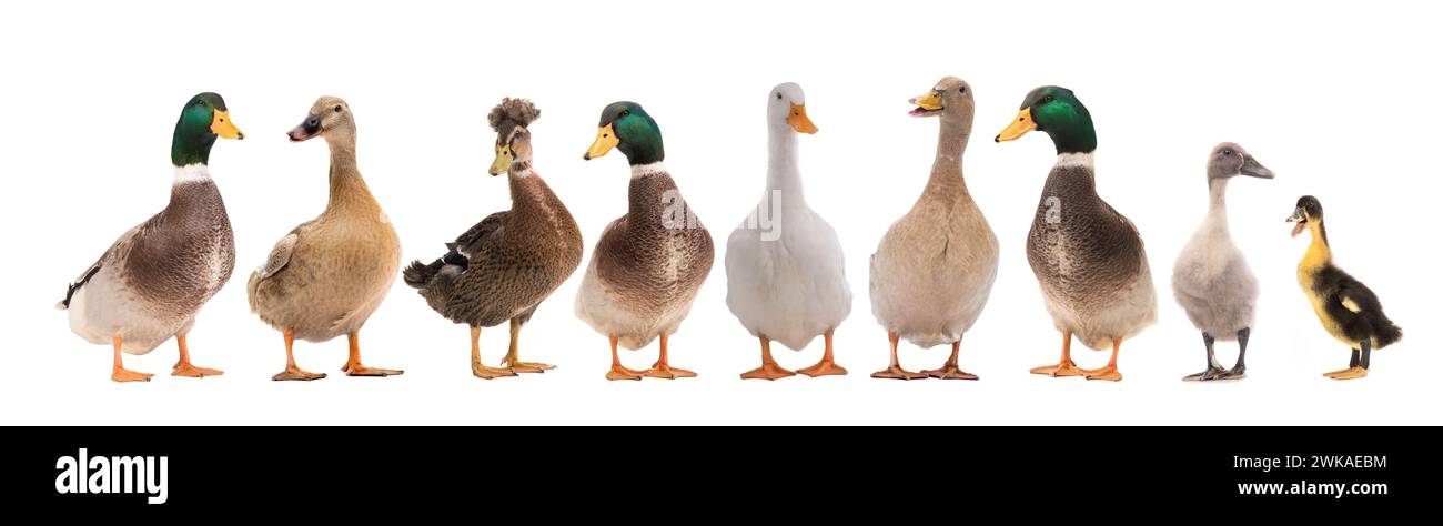 Collage wild animals birds hi-res stock photography and images - Alamy