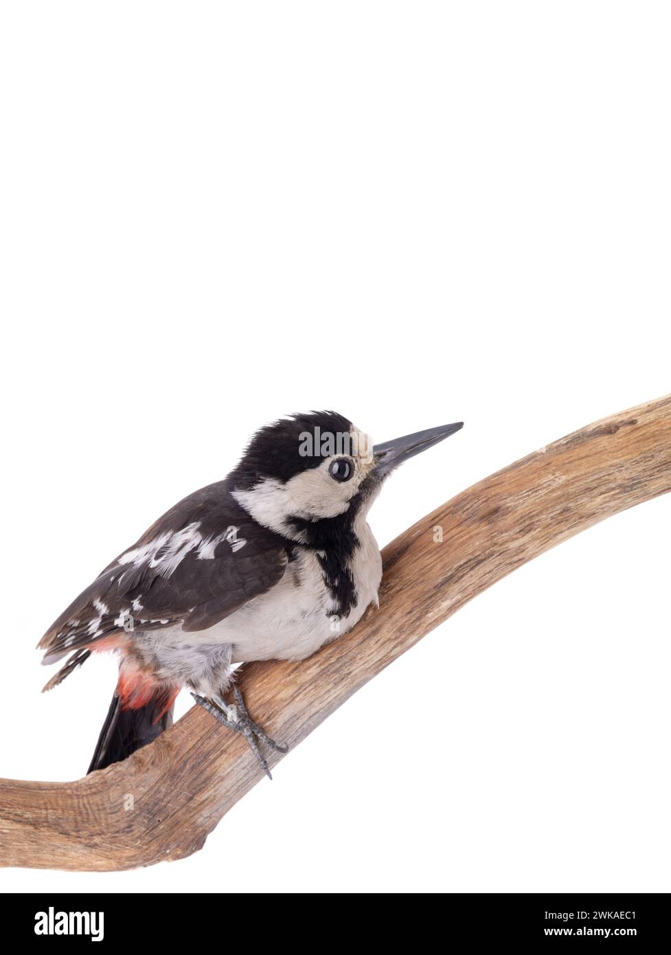 woodpecker sits on a tree branch isolated on a white background Stock ...