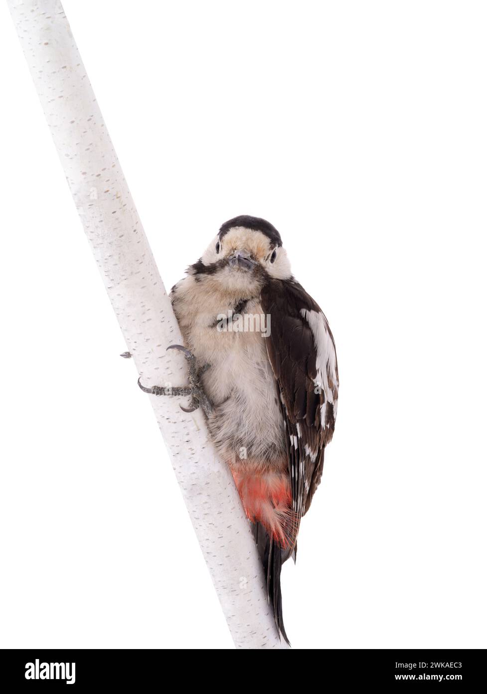 woodpecker sits on a tree branch isolated on a white background Stock ...