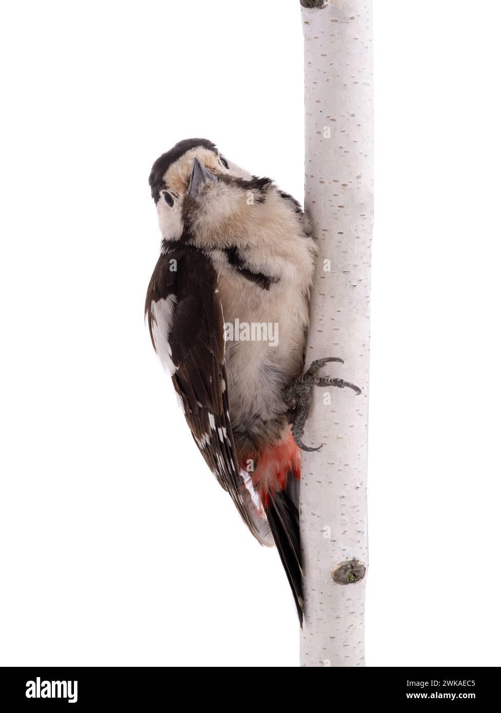 woodpecker sits on a tree branch isolated on a white background Stock ...