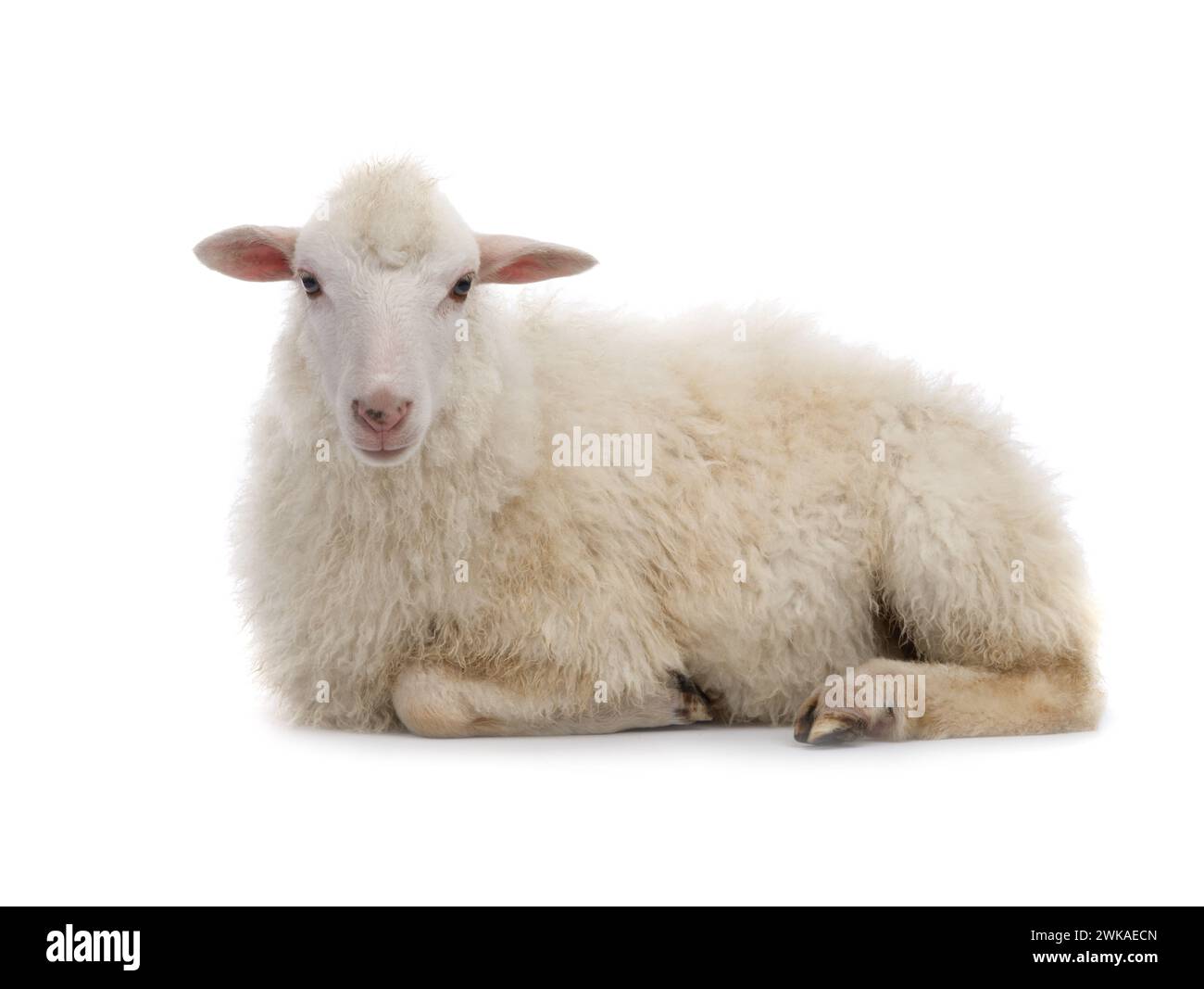 Lying sheep isolated on a white background Stock Photo - Alamy