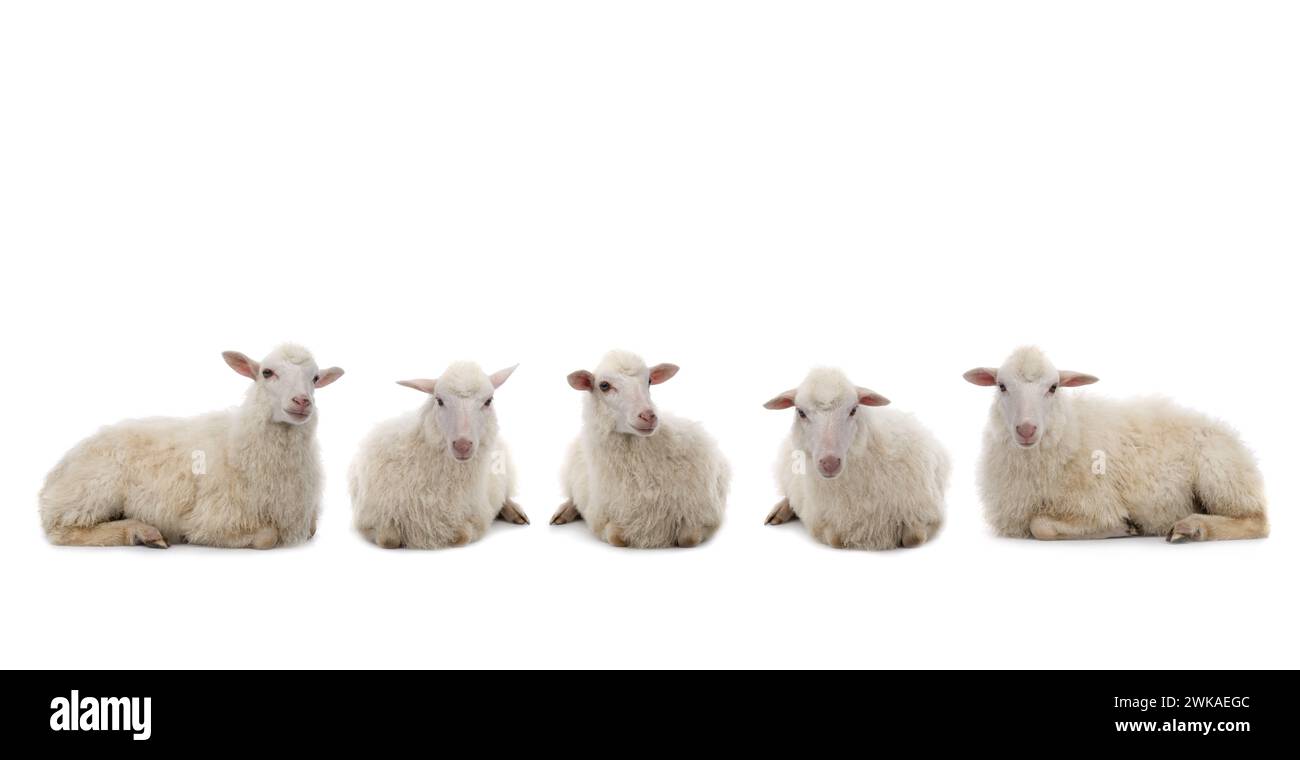 Five sheep sheep Cut Out Stock Images & Pictures - Alamy