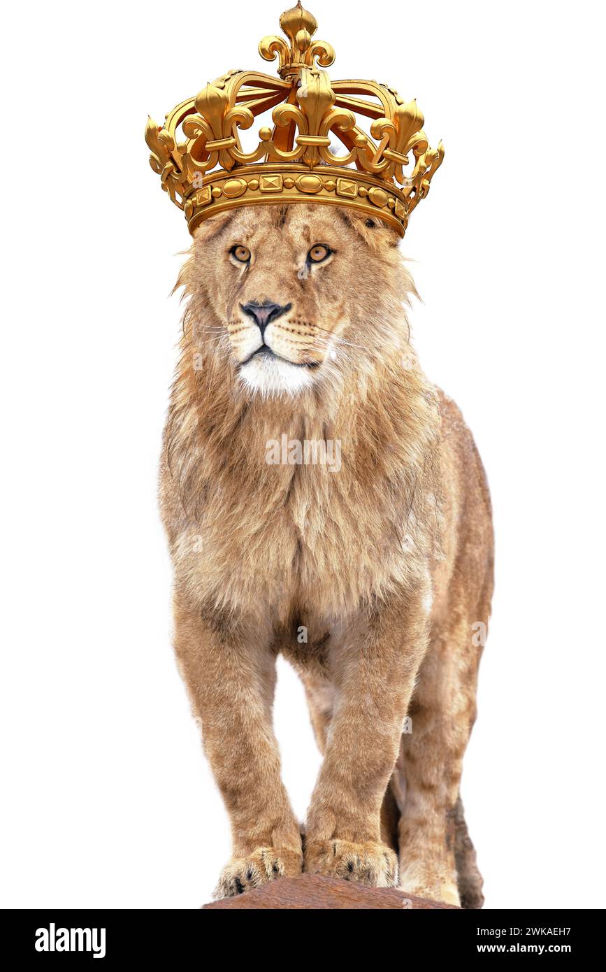 lion king stands against isolated on white background Stock Photo - Alamy