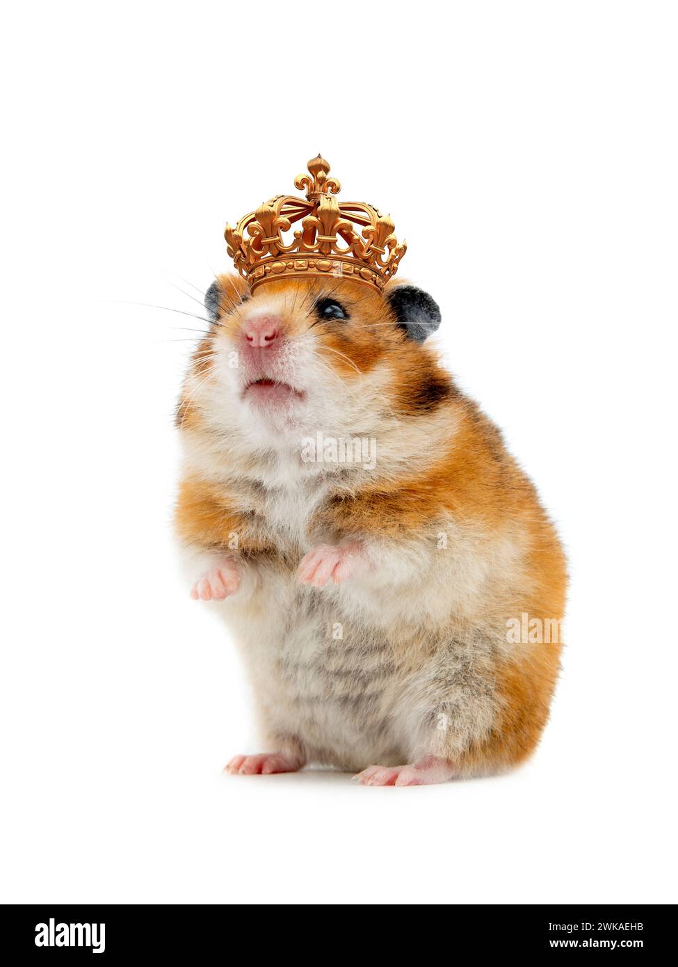 Timid hamster standing royal crown isolated on a white background Stock ...
