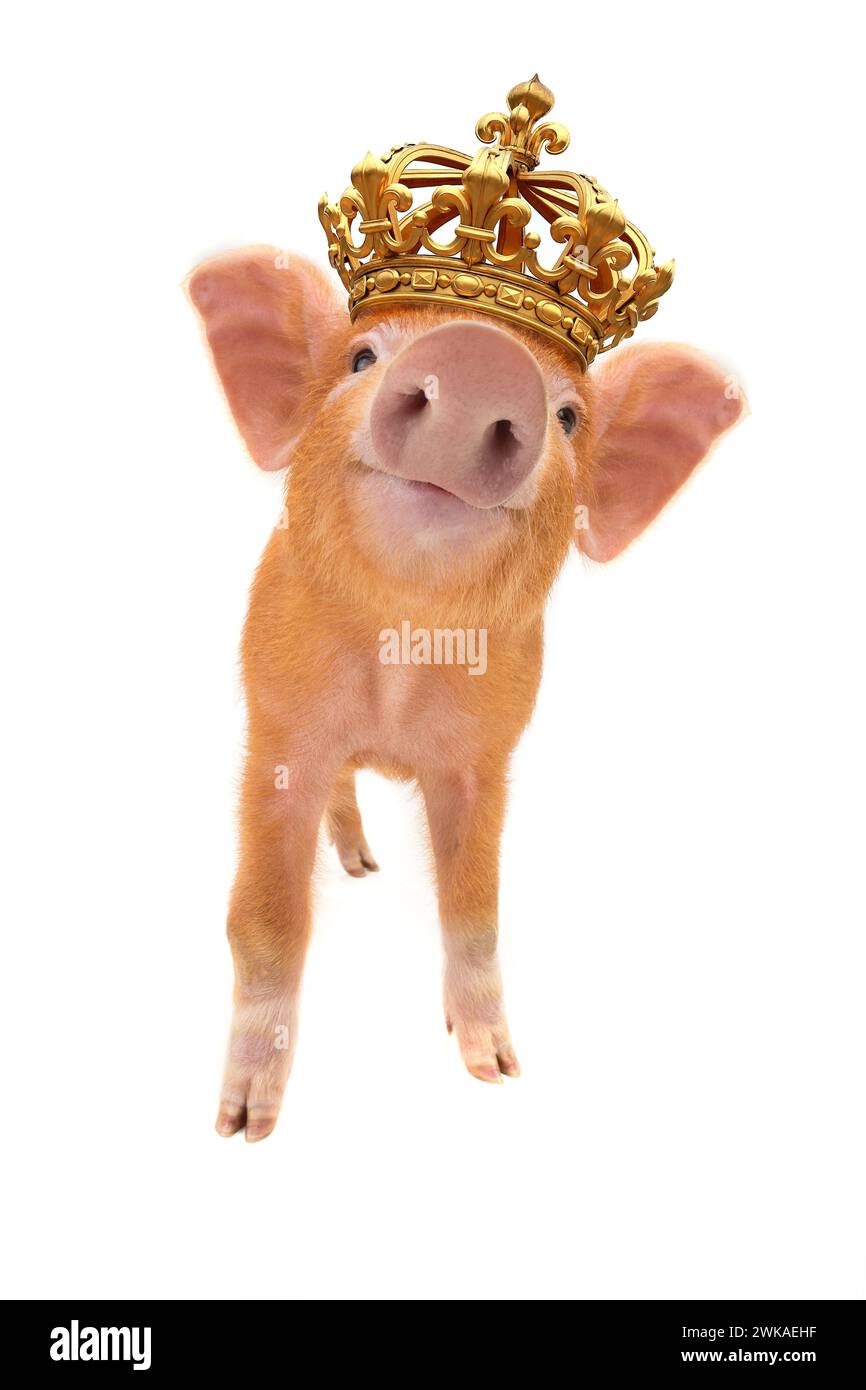 Pig smiling cheerful pig Cut Out Stock Images & Pictures - Alamy