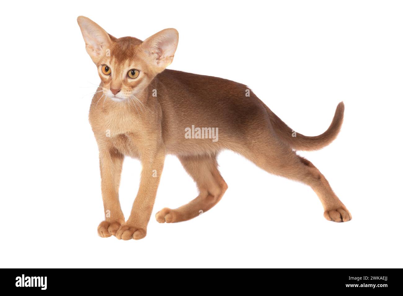 abissin cat on a white background Stock Photo - Alamy