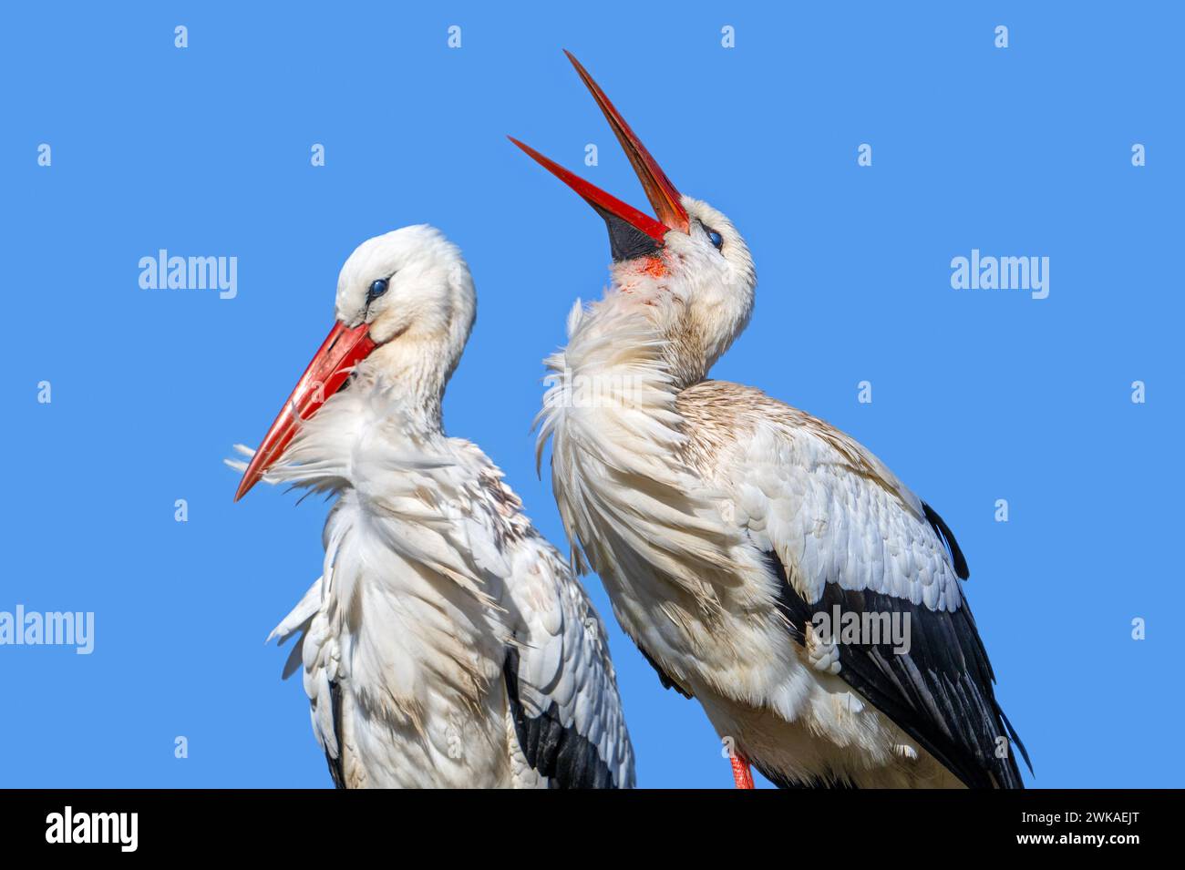 Beak clapping hi-res stock photography and images - Alamy
