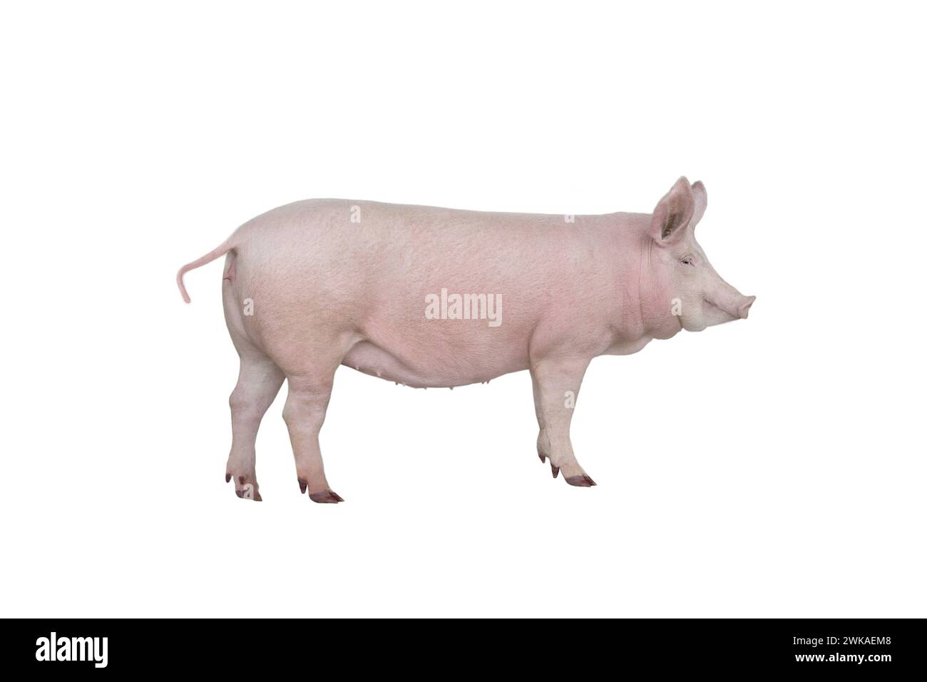 big pig isolated on white background Stock Photo - Alamy
