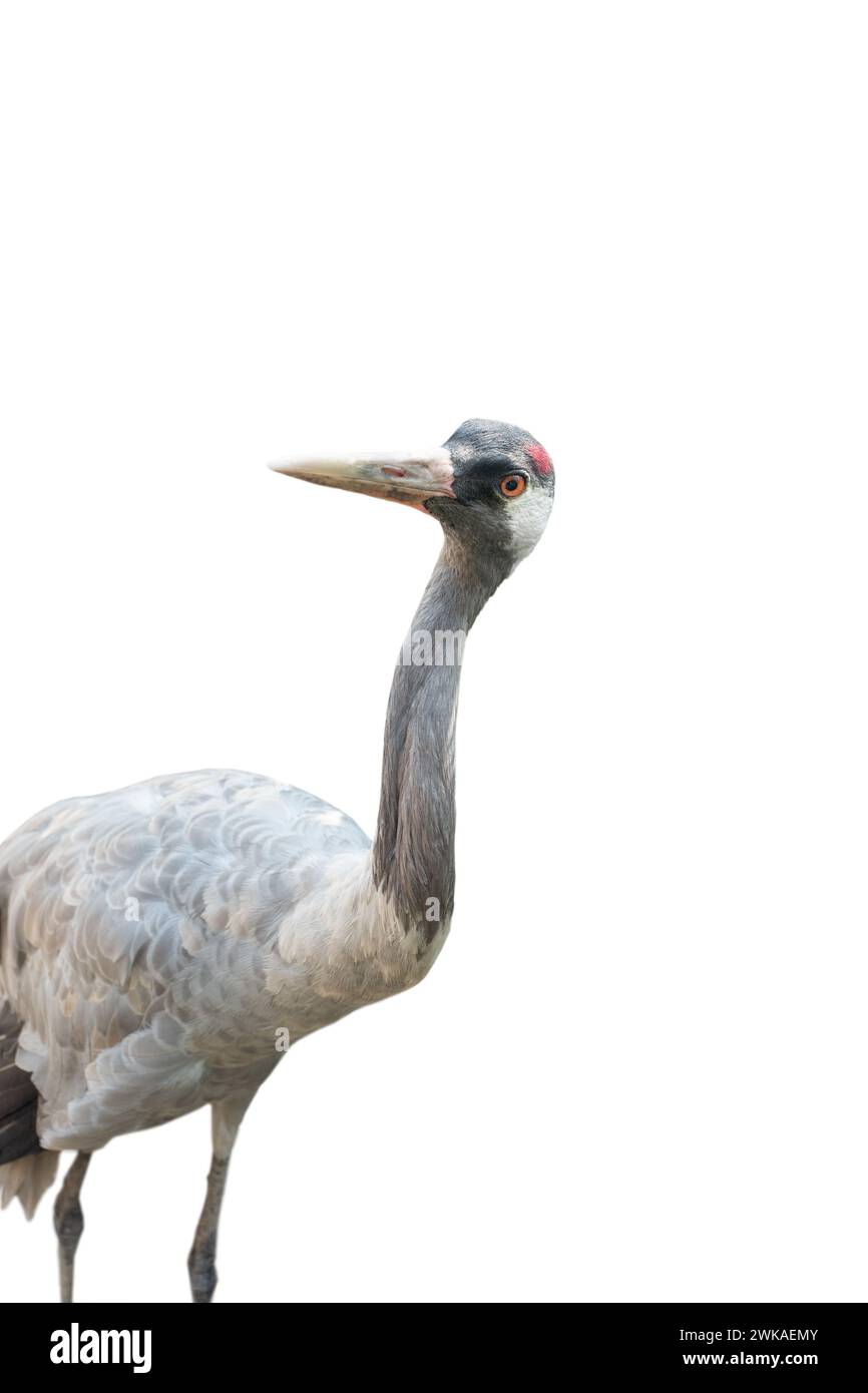 gray crane is isolated on a white background Stock Photo - Alamy
