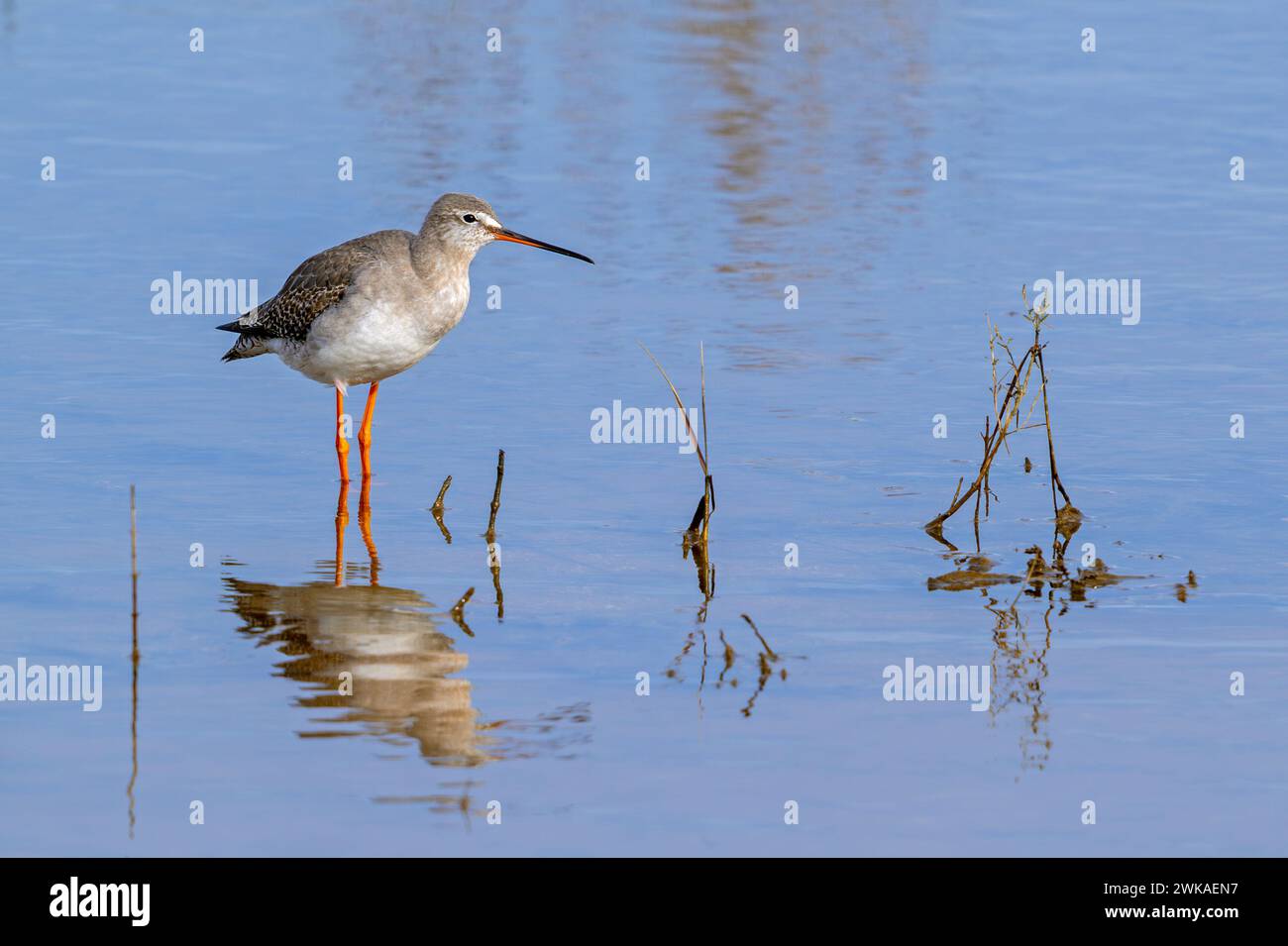 Redshank winter plumage hi-res stock photography and images - Alamy