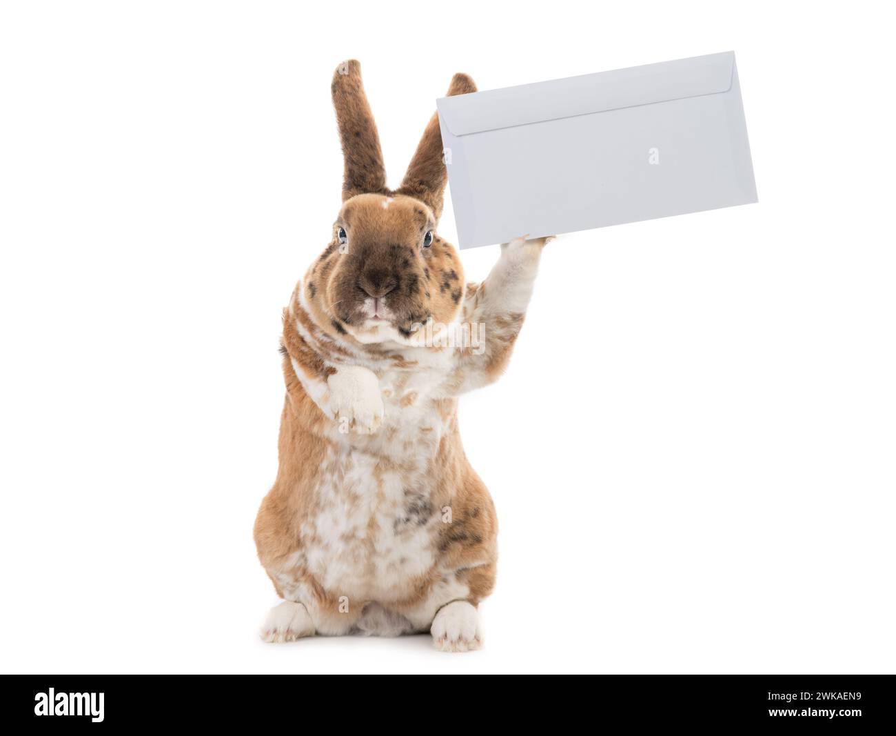cute rabbit with mail envelope isolated on white background Stock Photo ...