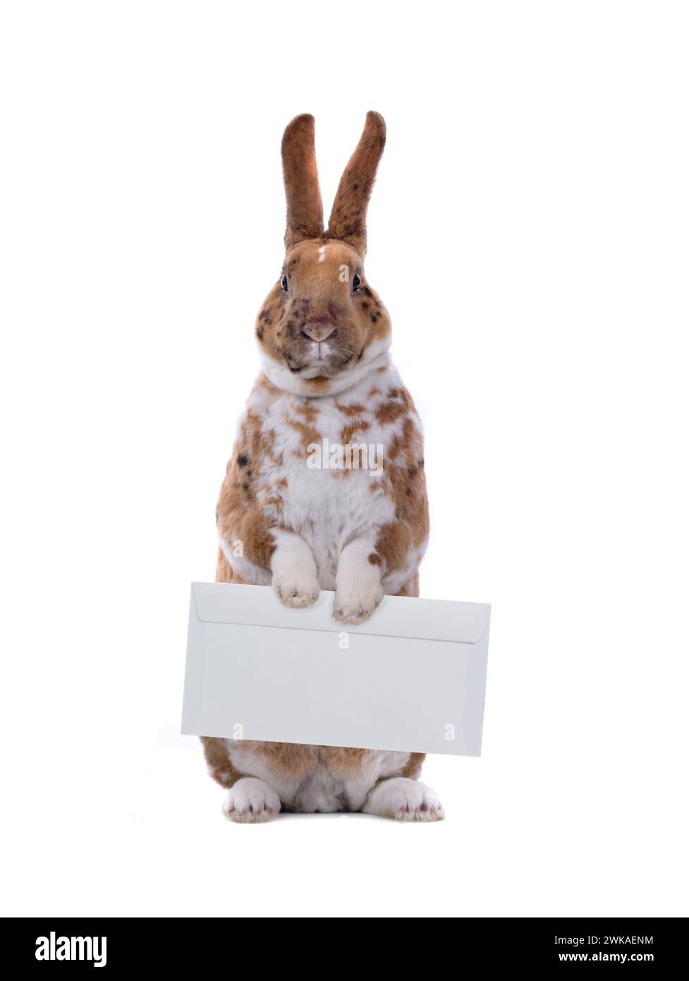 cute rabbit with mail envelope isolated on white background Stock Photo ...
