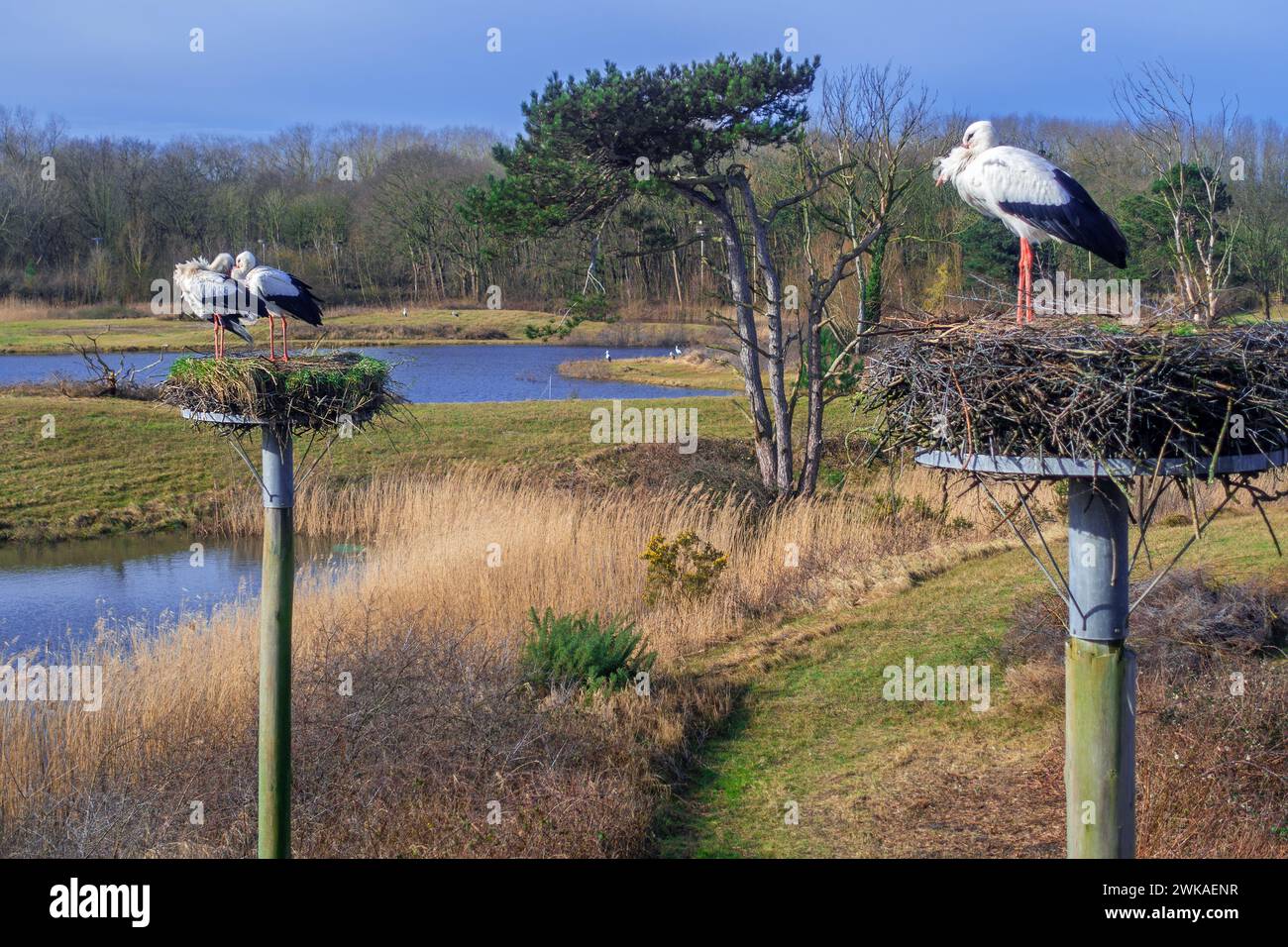 View over the Zwin Nature Park, bird sanctuary at Knokke-Heist and ...