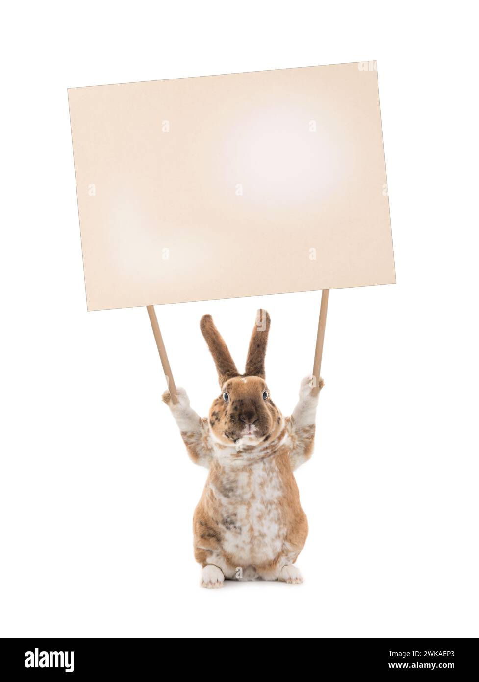 Cute bunny holding a blank white banner Stock Photo - Alamy