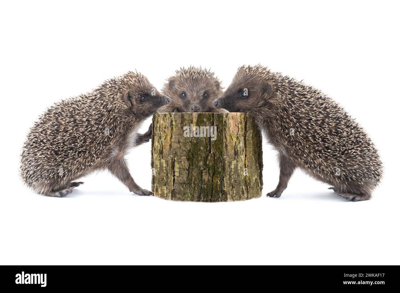 Tree spiny forest Cut Out Stock Images & Pictures - Alamy