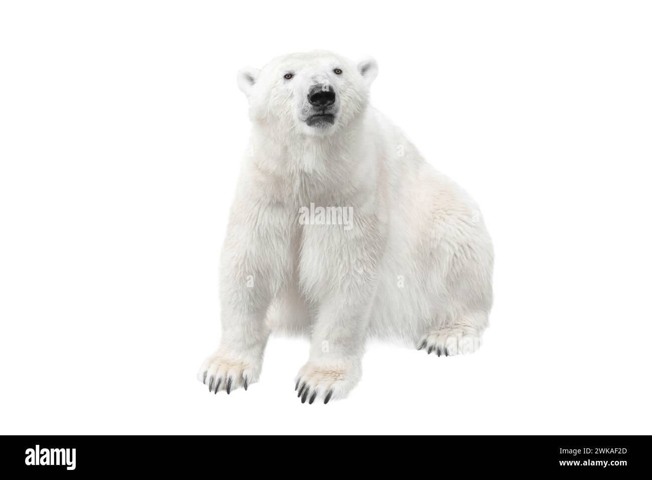 Arctic white bear isolated on a white background Stock Photo - Alamy