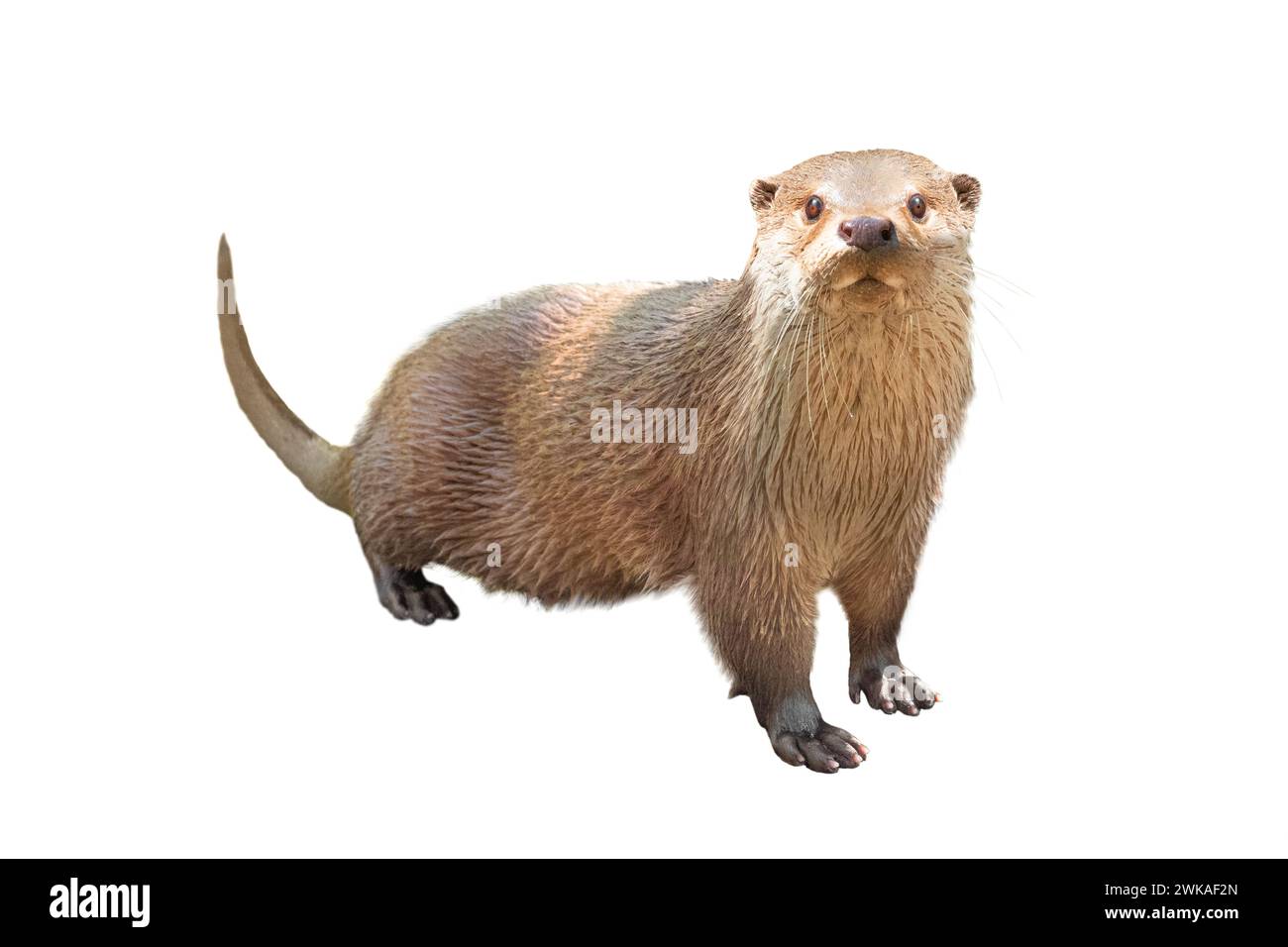 Hunter river Cut Out Stock Images & Pictures - Alamy