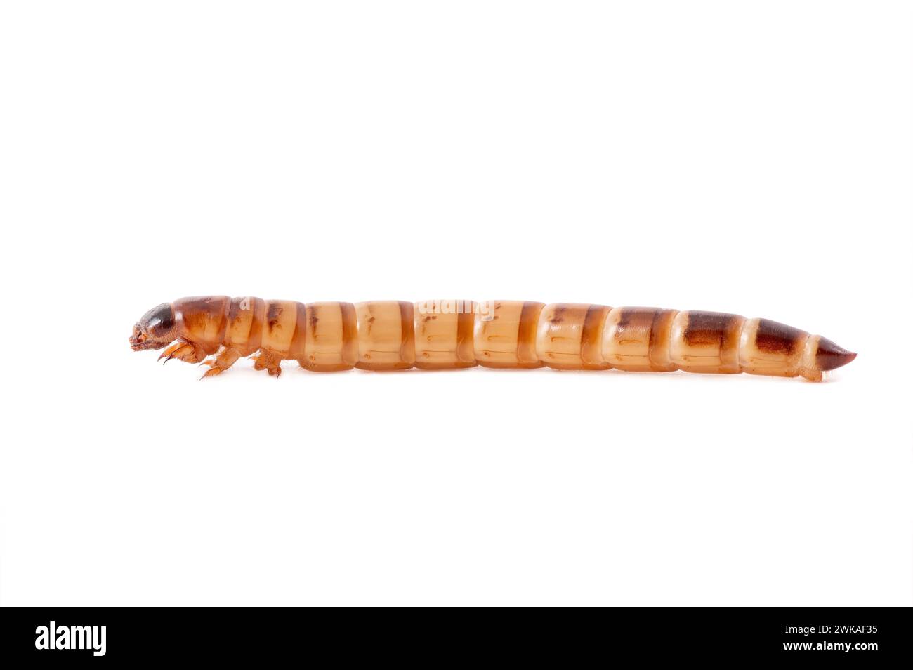 Flour worm isolated on a white background Stock Photo - Alamy