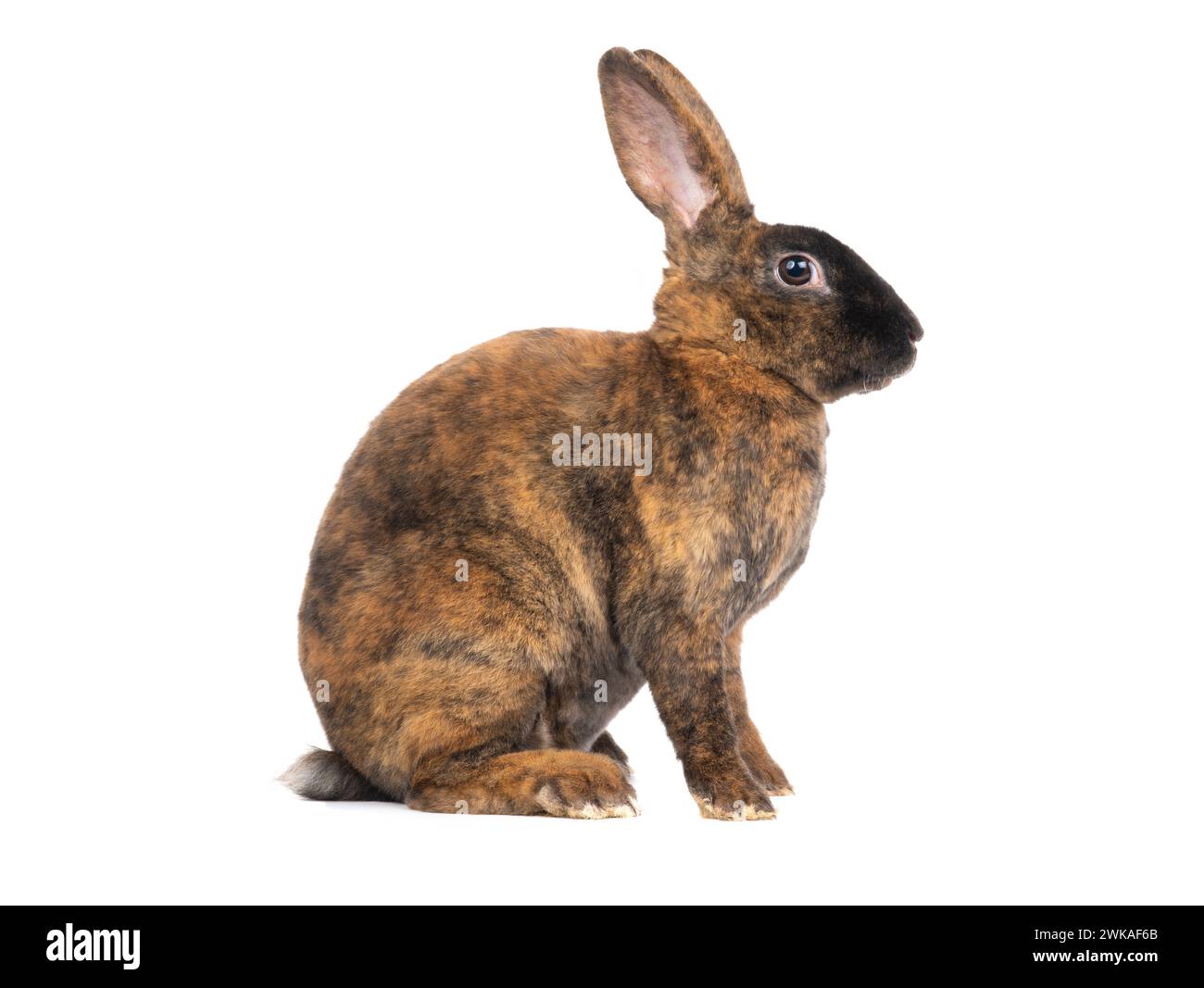 sitting brown rabbit isolated on a white background Stock Photo - Alamy